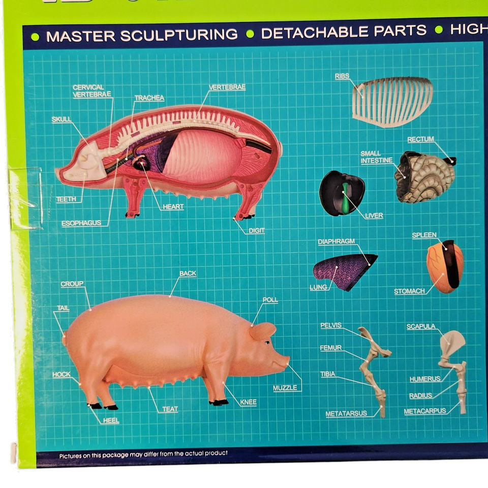 4D Vision Pig Anatomy Model | eBay