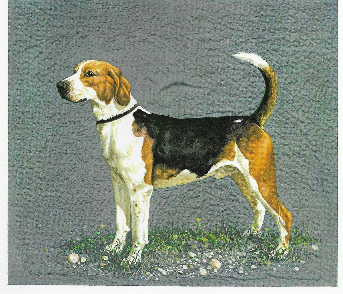 American Foxhound Beagle Mix