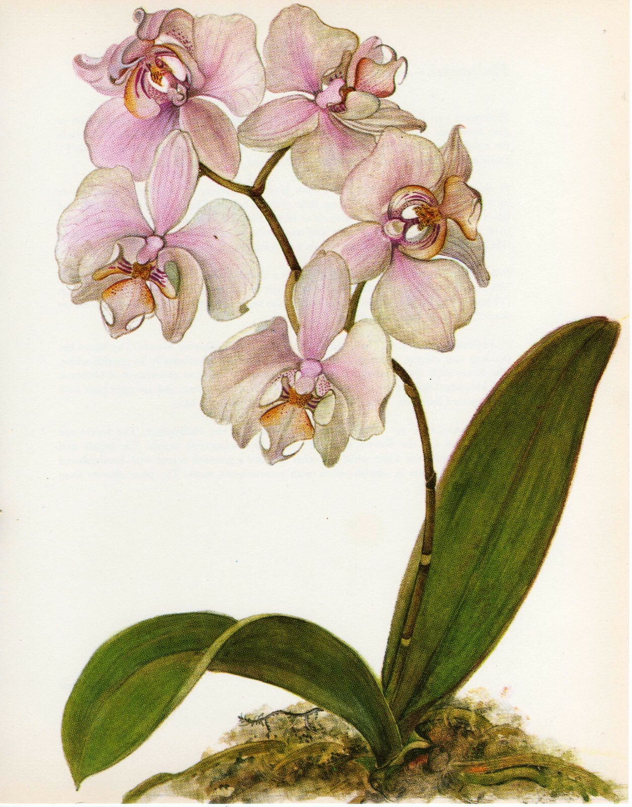 Botanical Illustrations Of Orchids