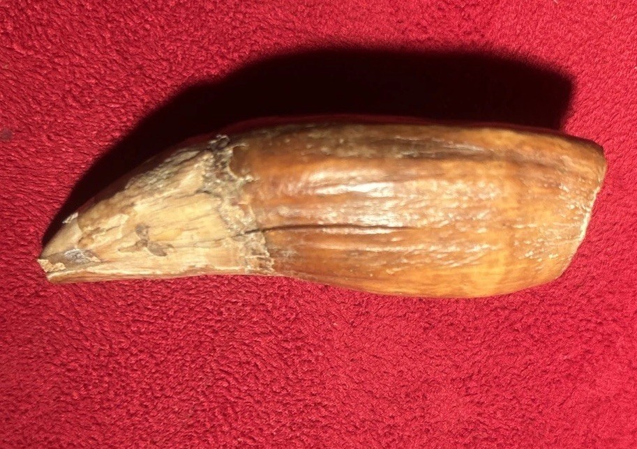 3” Fossilized Prehistoric Bear Tooth | eBay