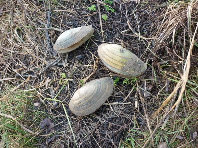 Photo 6x4 The banks of Winestead Drain are littered by shells ...