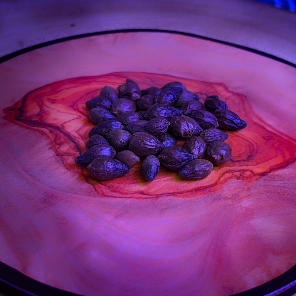 Cyrtostachys renda lakka (Lipstick Palm Tree) 5 Seeds RARE Indoor House ...