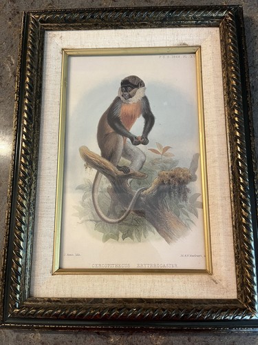 J Smith M & N Hanhart Cercopithecus Erythrogaster Lithograph Print 13 x ...