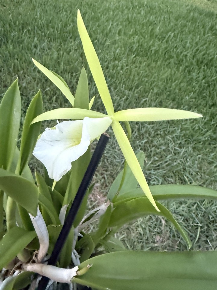 SALE Procatavola Key Lime Stars Orchid plant 4” FRAGRANT | eBay