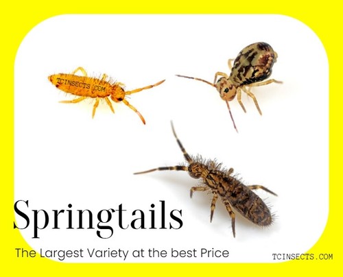 Live Springtail Culture White Tropical Temperate Silver Springtails ...