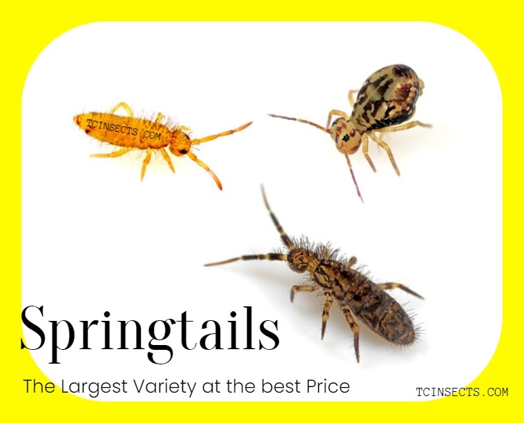 Live Springtail Culture White Tropical Temperate Silver Springtails ...