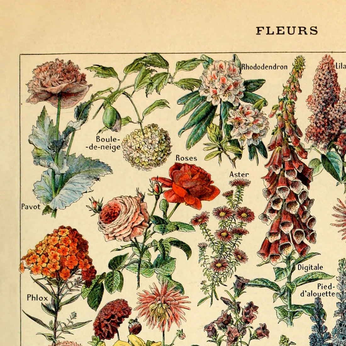 Vintage Floral Posters