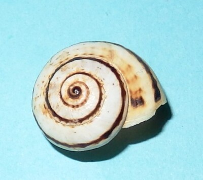 Theba pisana - HELICIDAE - Spanish Land Snail Shell - 15.6mm F++#2337 ...
