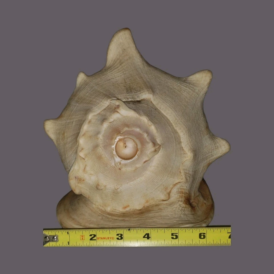 HORNED King Helmet CONCH SHELL Blowing Horn LARGE HAWAIIAN BEAUTIFUL ...