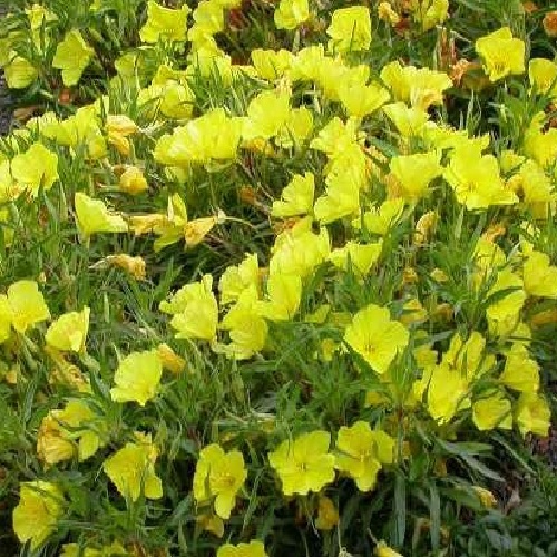 Oenothera macrocarpa / Dwarf Evening Primrose or Ozark Sundrops / 50 ...