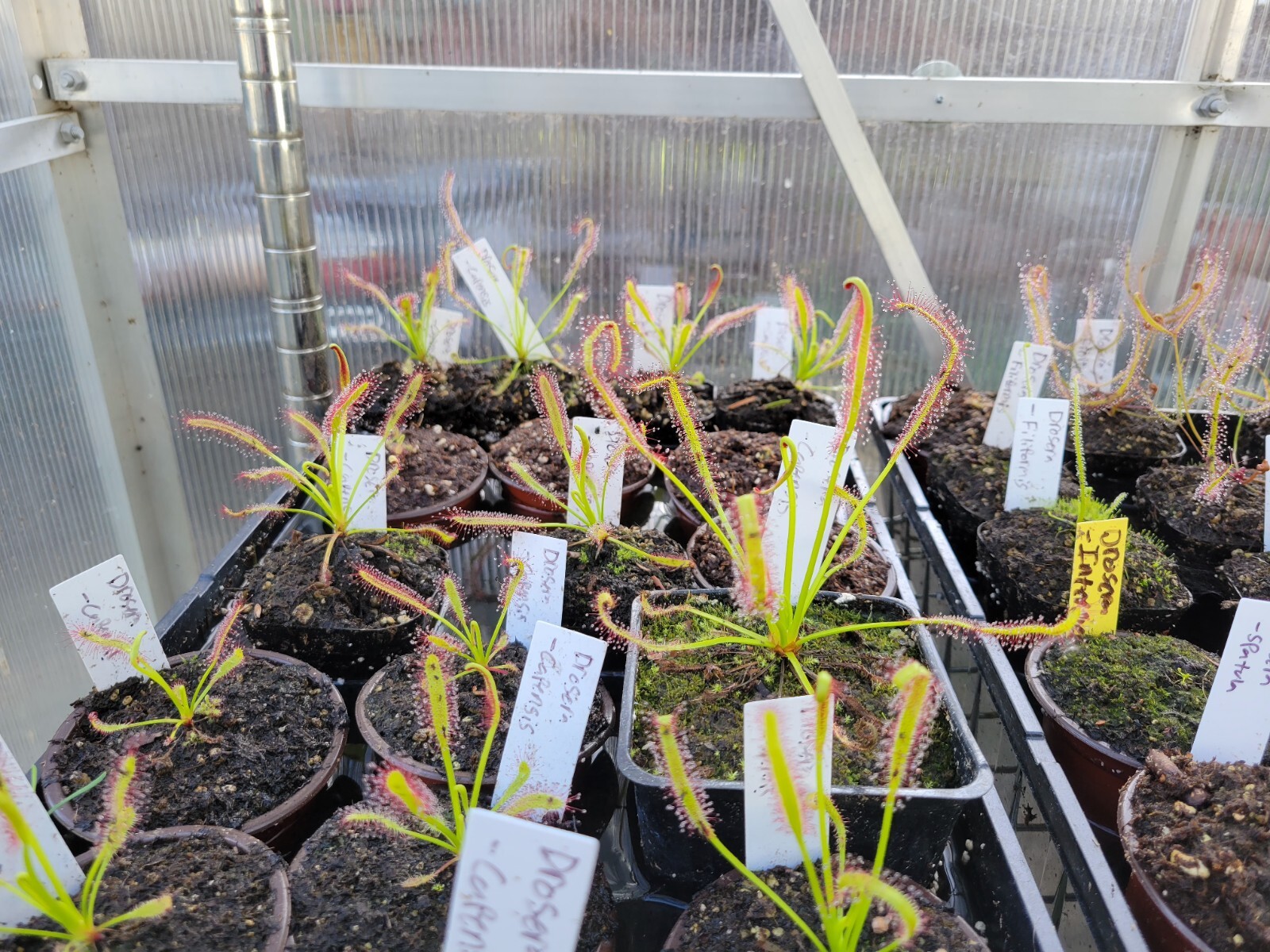 SUNDEW-Drosera Capensis (RED) (LIVE CARNIVOROUS PLANT) | eBay