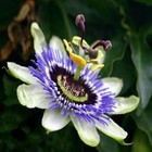 VIGNA CARACALLA Sweet Fragrance Corkscrew Snail Vine 4 Seeds for sale ...