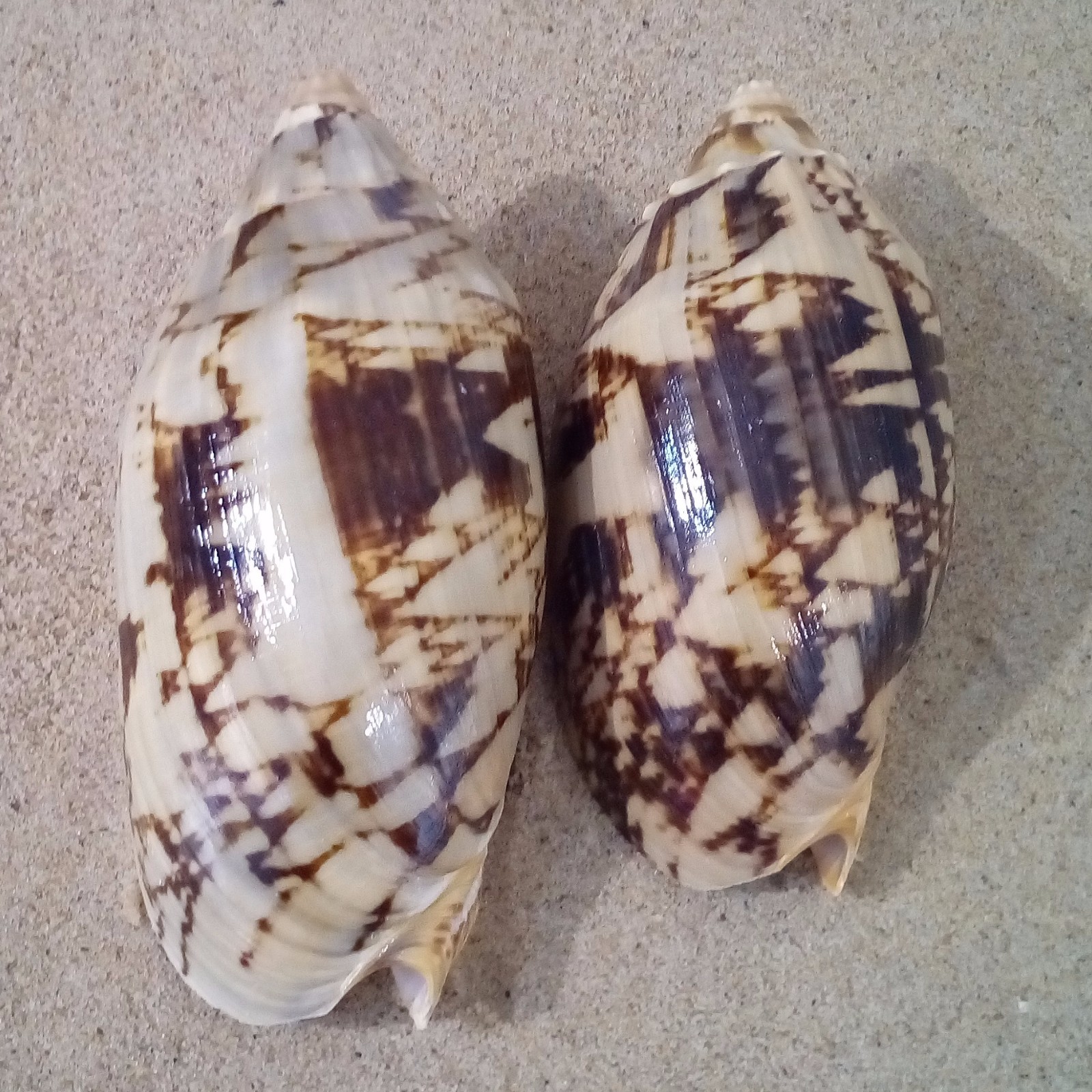 Shells Seashells, Beach Shells, Individual Sea Shells - Choice of Over ...