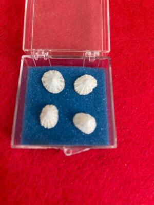 Four Patelloida pustulata (Helbling,1789) | eBay