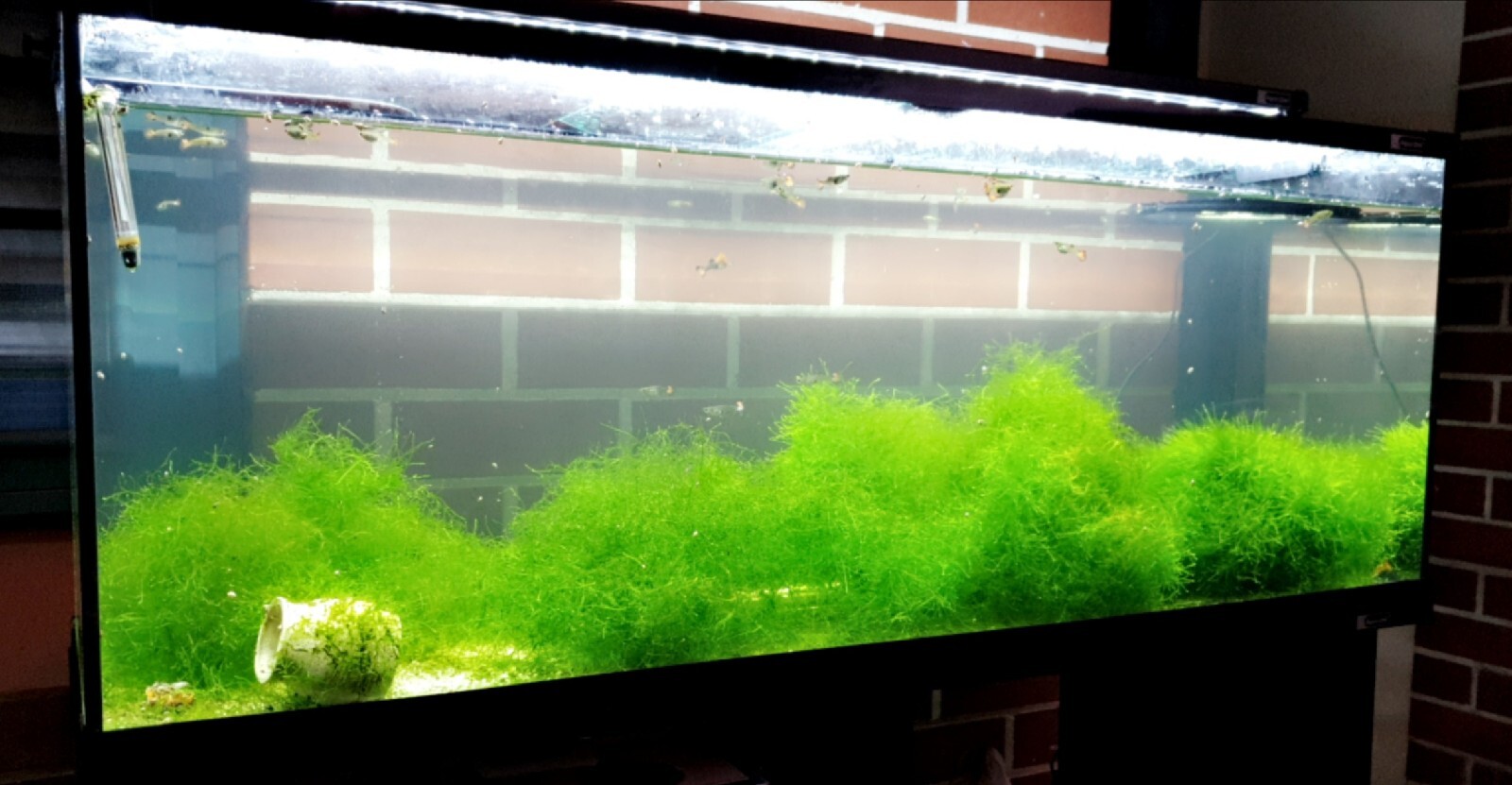 Java Moss Aquarium Plant 5cm × 5cm with free postage | eBay