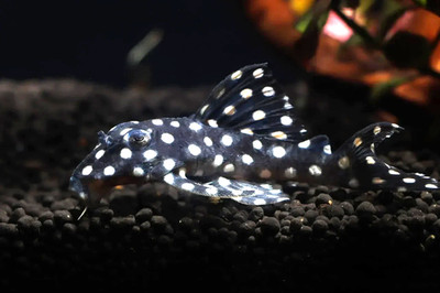 1 L471 Mini Snowball Pleco TANK BRED! HIGH QUALITY!! Hypancistrus sp ...