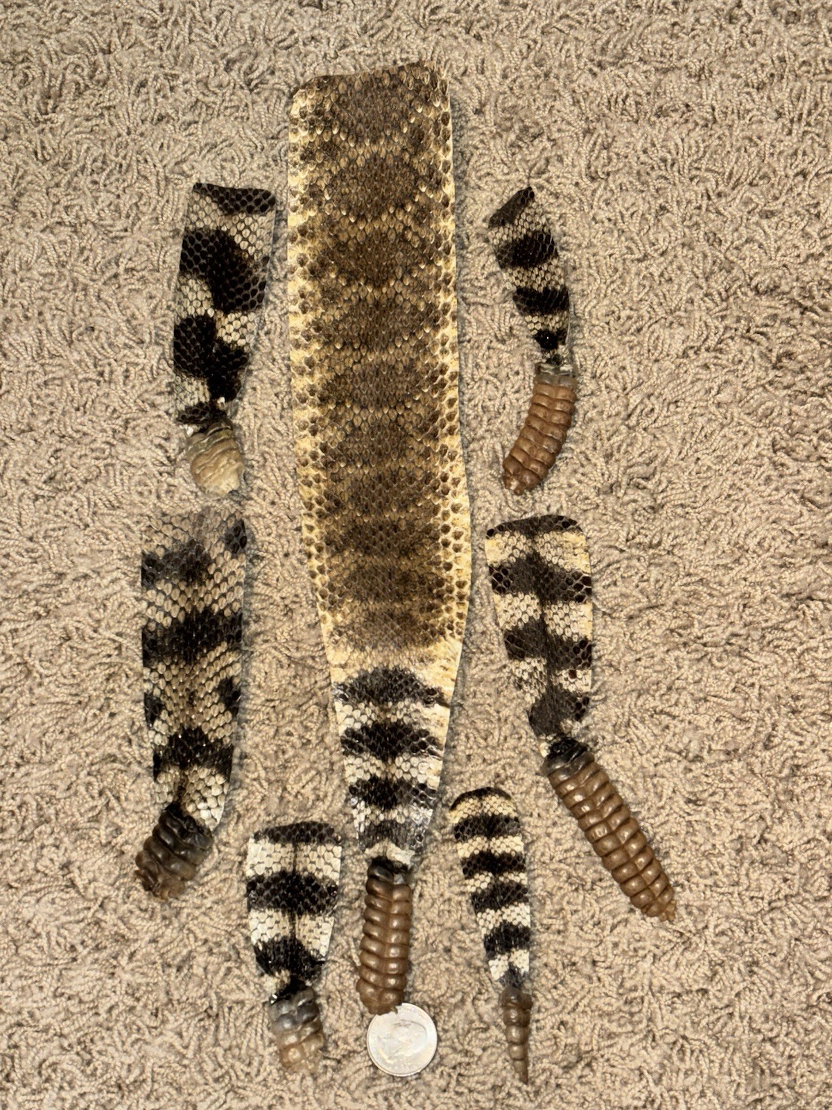 Rattlesnake Rattles Taxidermy Craft | eBay