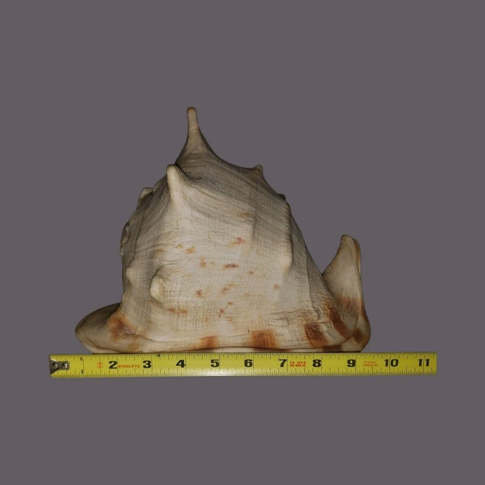 HORNED King Helmet CONCH SHELL Blowing Horn LARGE HAWAIIAN BEAUTIFUL ...