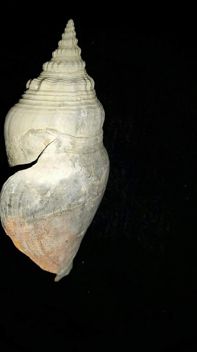 Fossil / Fossilized Strombus Strombidae gastropod shell collectors yn ...