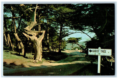 c1960's Old Monterey Cypress Patriarch Ghost Tree Pebble Beach CA ...