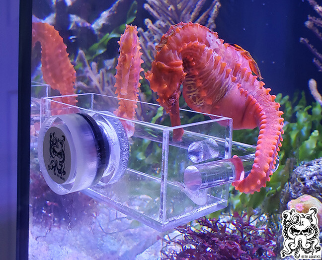 Seahorse Aquarium Kit