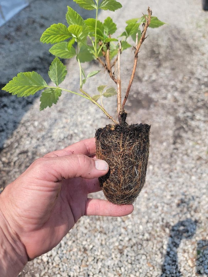 Coho Red Raspberry ( rubus ) - Starter Plant ( 5L ) ( 1 live plant ) | eBay