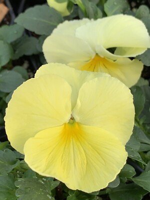 Pansy Seeds Pansy Matrix Lemon 25 Seeds Extra Large Flowers | eBay