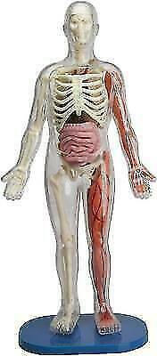 SmartLab 06428 Squishy Human Body for sale online | eBay UK