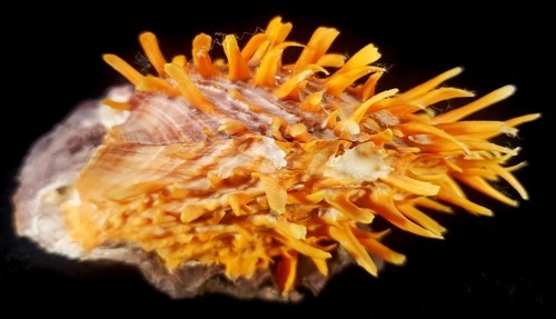 SPONDYLUS BUTLERI seashell PHILIPPINES - 105mm ! VERY LARGE !!! | eBay