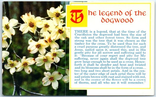 Unposted - The Legend of the Dogwood - Short Story - Flowers Picture ...