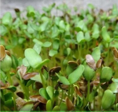 Flax microgreen, 2500 Flax microgreen Seёds,Linum, Medicinal herb-629 ...
