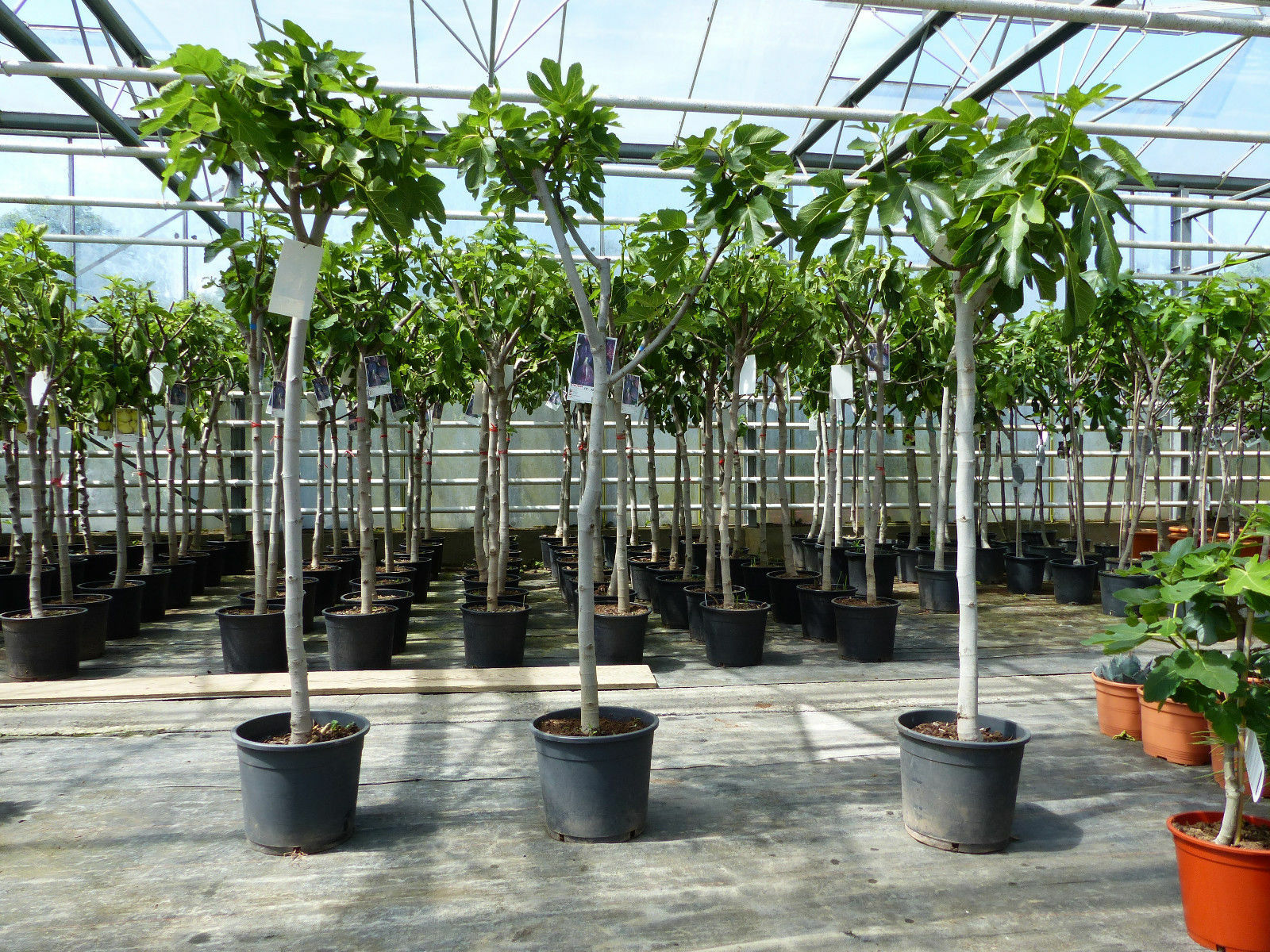 Feigenbaum 180 cm Obstbaum winterhart kräftiger Stamm, Ficus Carica ...