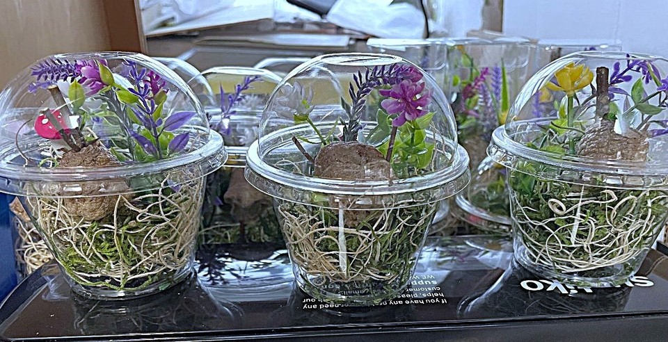 one 6 oz Hatching Cup Praying Mantis Kit + 1 Egg Case ootheca 2025 | eBay