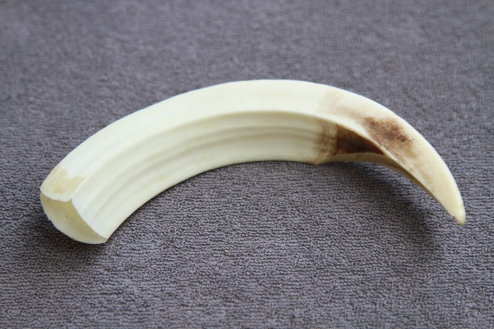 1 REAL WILD BOAR TUSK, tooth, teeth, taxidermy, handcraft, jewelry ...