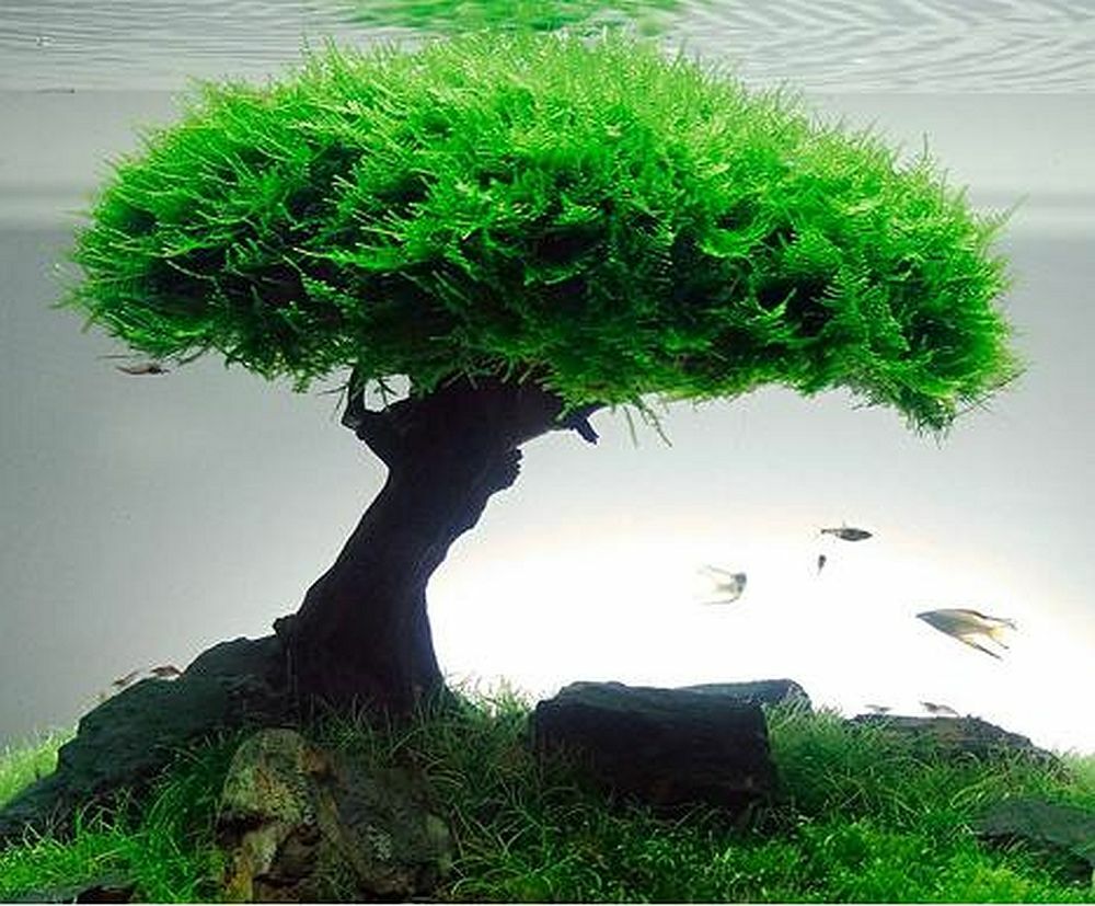 Largest Single Moss Plant In The World Moss | Definition,