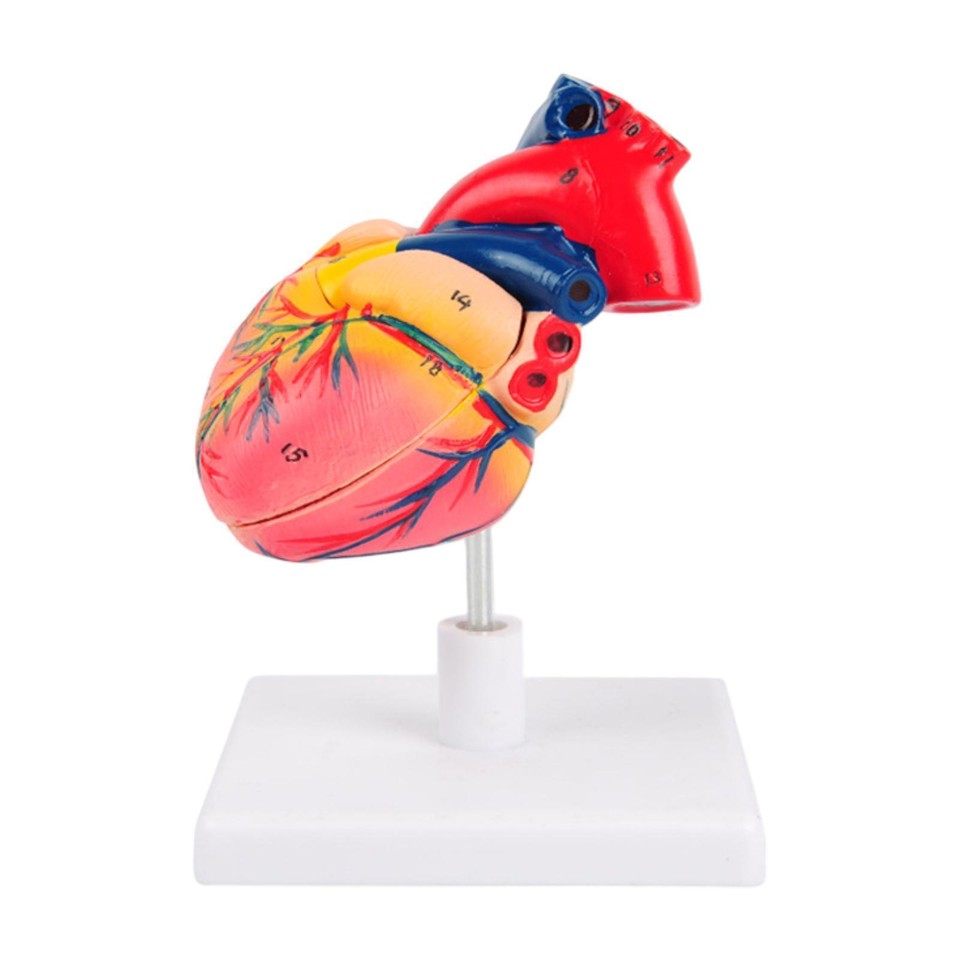 Human Heart Anatomy Model PVC Heart Model for Teaching Biology Practice ...