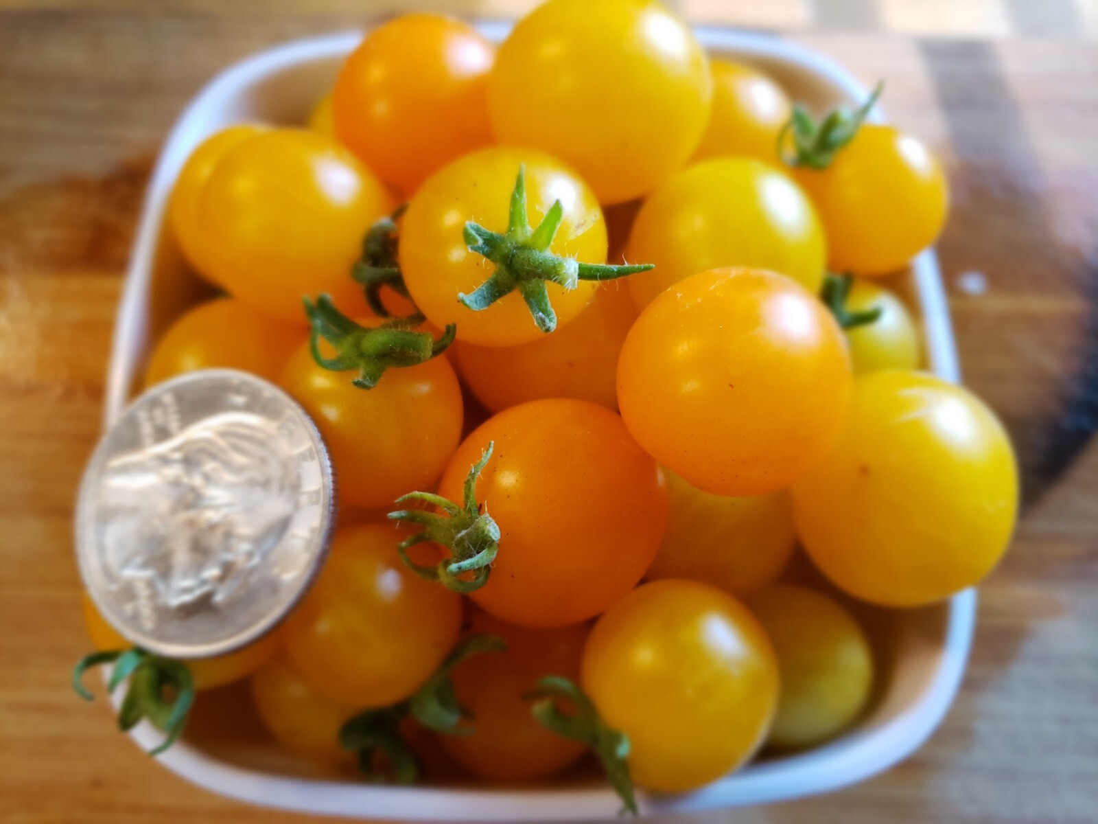Pinocchio Orange Micro Dwarf Tomato (15 Seeds) - cute and tasty! | eBay