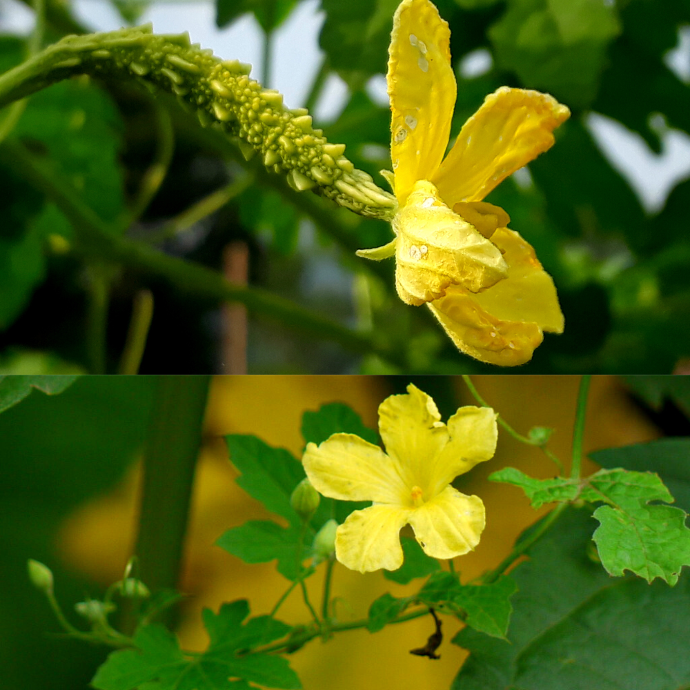 10 Seeds Bitter Melon Bitter Gourd Squash Balsam Pear seed for Organic ...