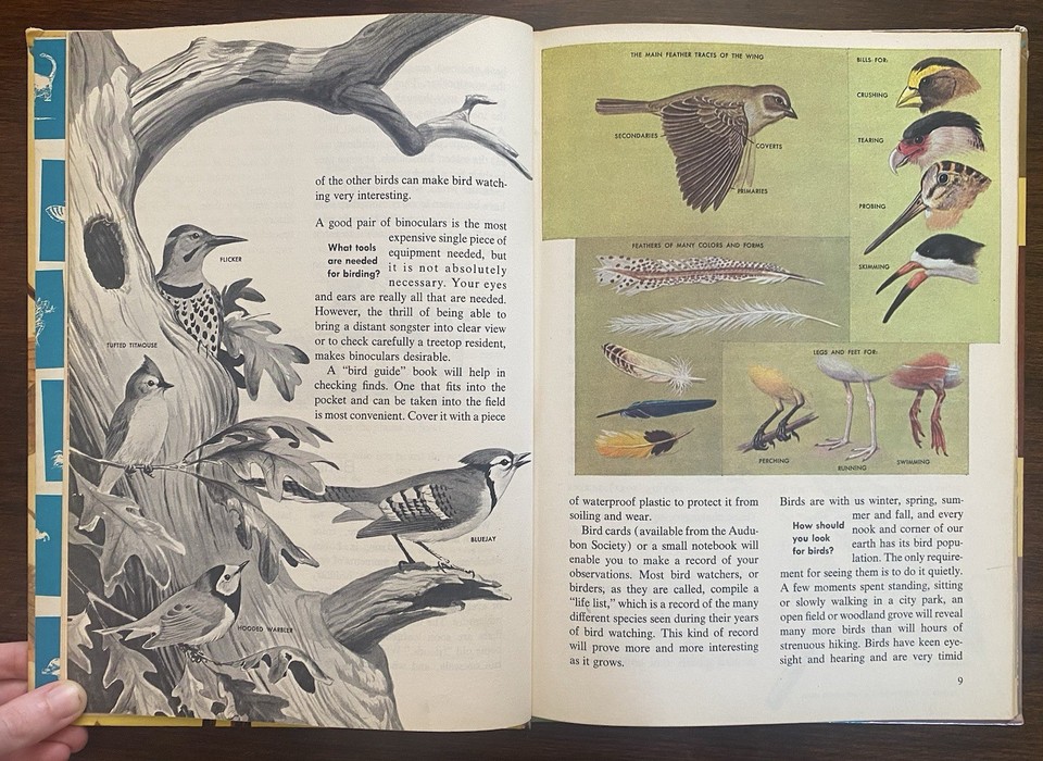 The How And Why Wonder Book Of Birds By Robert Mathewson, 1960 ...