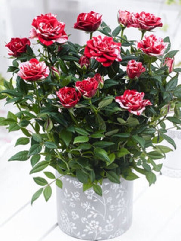 Mini Rose Plant (Red) – Live Starter Plant 6" in 3" Pot – Indoor ...