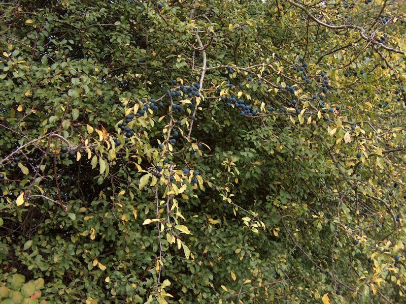 Blackthorn Hedge Plants native bare root hedging sloes - 7 sizes! | eBay UK