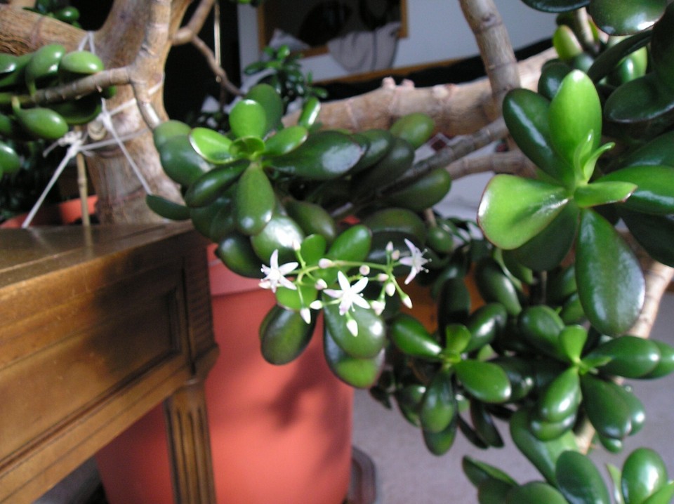 Huge JADE PLANT/ MONEY SUCCULENT / LUCKY PLANT-- largest indoor jade ...