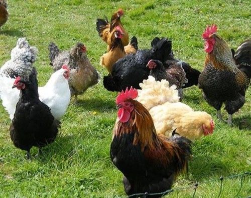 CHICKEN FORAGE MIX 2000+seeds Healthy Chooks SPRING/AUTUMN Grow * FREE ...