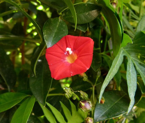 CARDINAL CLIMBER Ipomoea x Multifida - 200 Bulk Seeds | eBay Australia