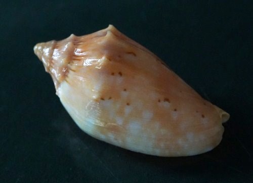 Cymbiola Complexa 46.3mm GEM beautiful Pattern Volute WOW!! | eBay