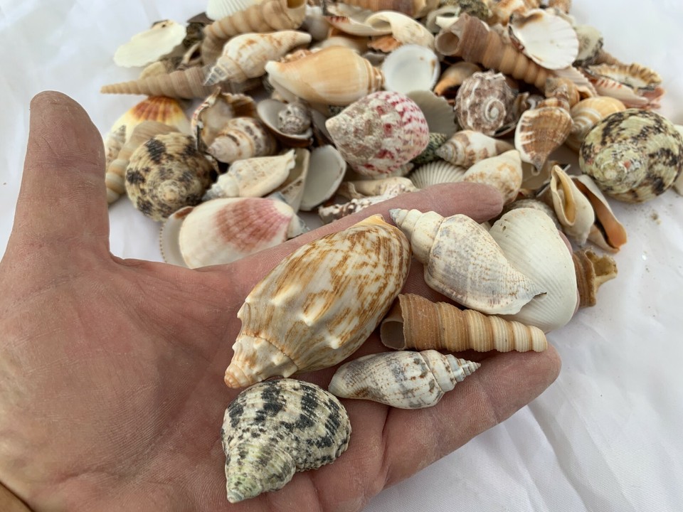 3 lbs. Large Indo Seashells Sea Shells Best Value Best Price FREE Ship ...