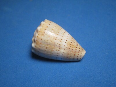 Conus abbreviatus Reeve,1843 HAWAIIAN WATERS ENDEMIC;GIANT!" (33.9mm ...