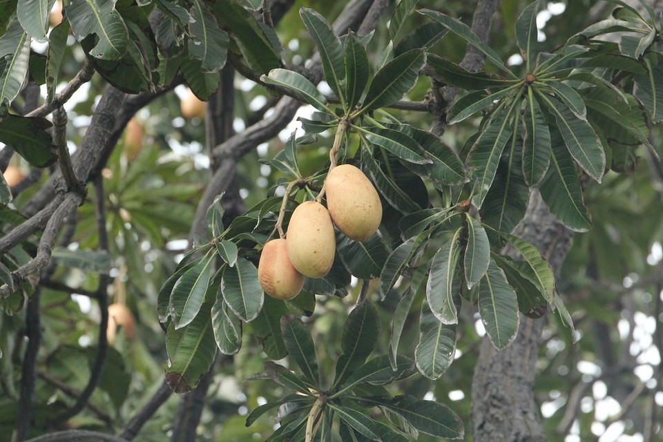 ~WANI BALI~ one SEED the Mythical Rare WHITE MANGO Fruit Tree Ships fr ...