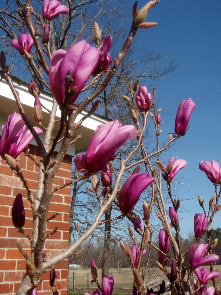 Jane Magnolia Tree - Live Plant - Full Gallon Pot | Deciduous | Spring ...