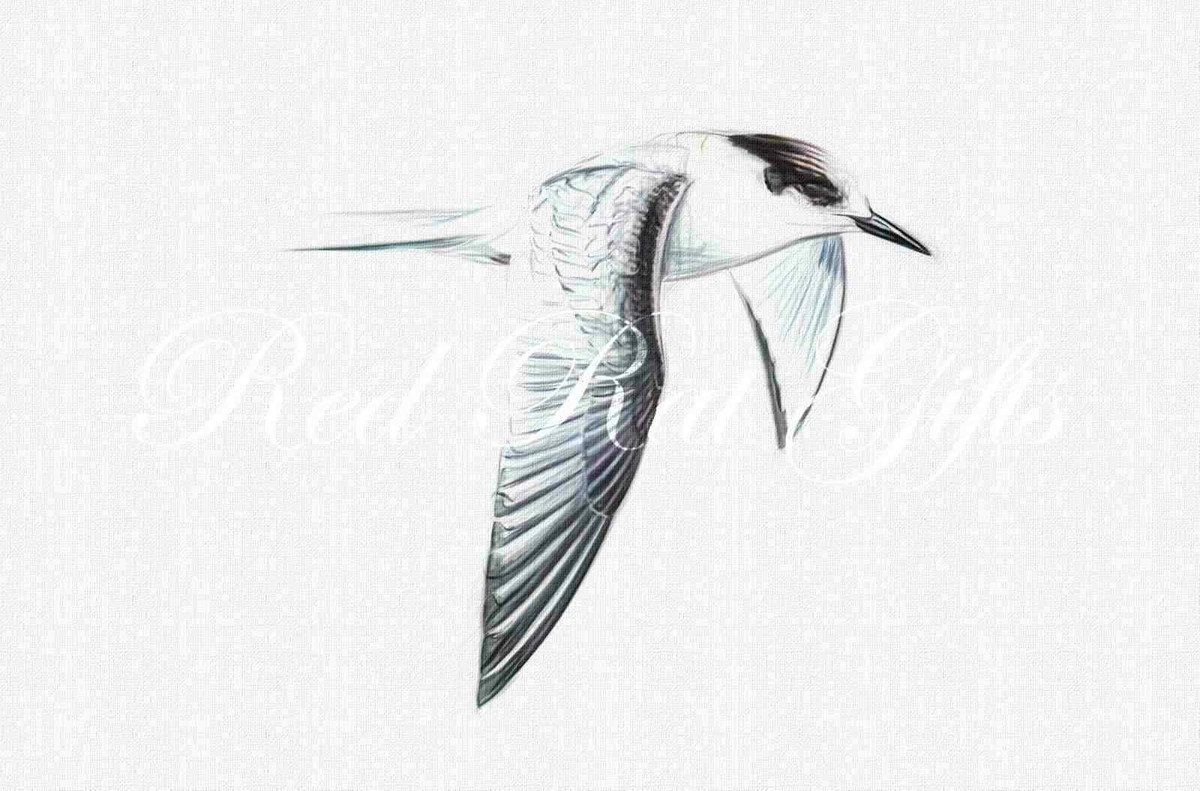 Arctic Tern Drawing Arctic Tern (Sterna Paradisaea) Dimensions